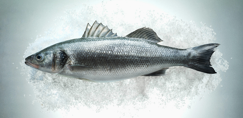 SEEBARSCH (DICENTRARCHUS LABRAX) – Kılıç Deniz